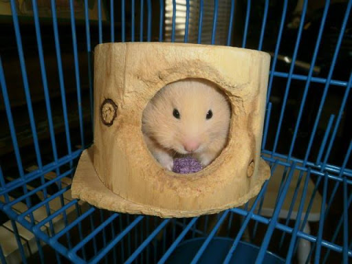 God Loves Hamsters – Karen Burns